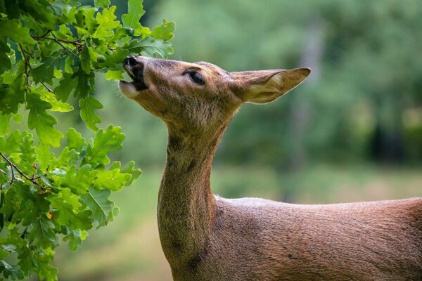 Woodlands And Wild Deer - Bluebell Woods Wild Venison